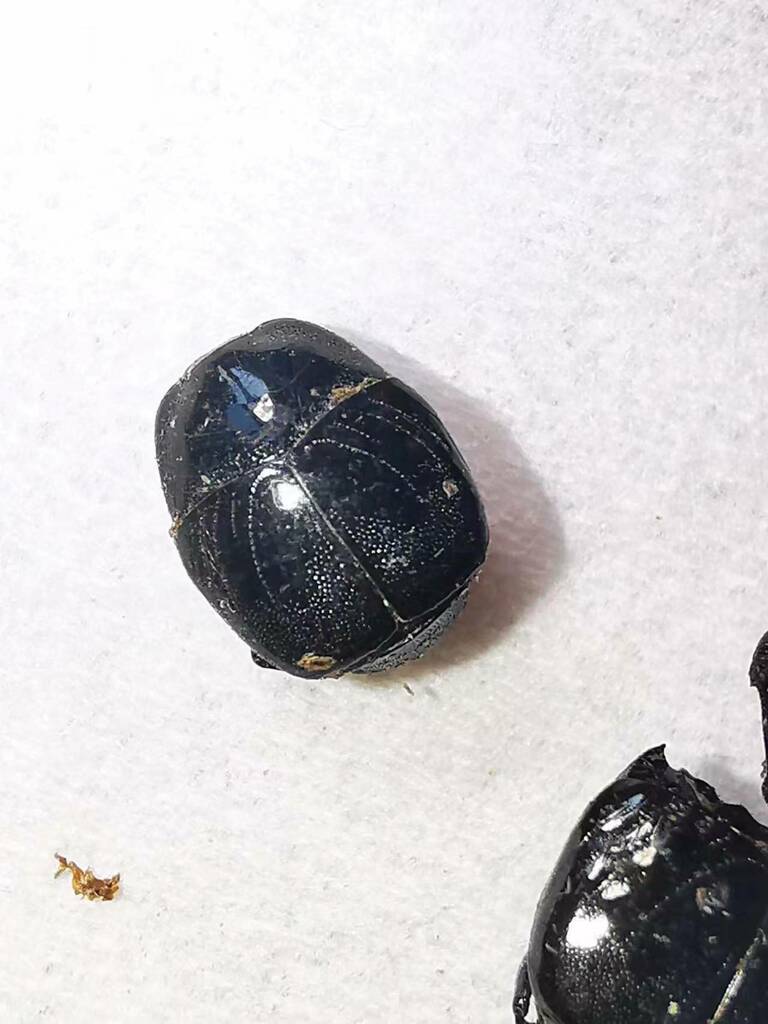 Saprinus from 中国北京市丰台区 on April 6, 2024 at 07:04 PM by xqxd · iNaturalist