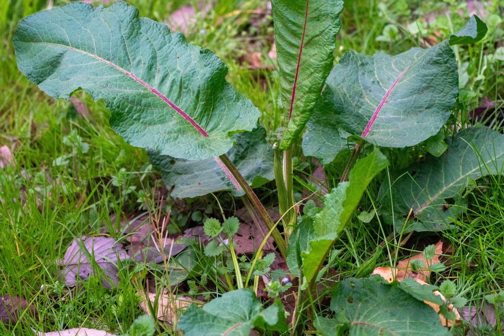 Japanese Dock from 日本、東京都多摩市連光寺桜ヶ丘公園 on April 6, 2024 at 05:50 PM by ...