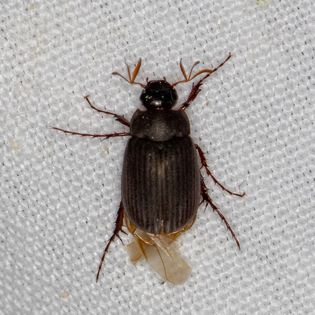 Brown Chafer from 17550 Dolus-d'Oléron, France on April 5, 2024 at 10: ...