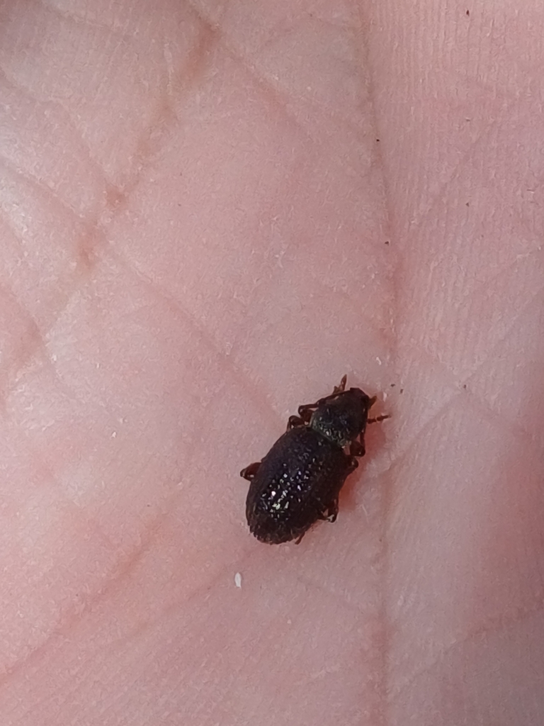 Cribrate Weevil from 03724 Moraira, Alicante, Spain on April 6, 2024 at ...