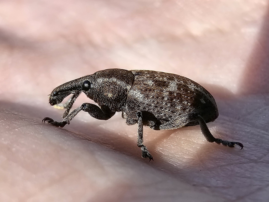 Lepyrus capucinus from Frankfurt (Oder), Tzschetzschnower Schweiz ...