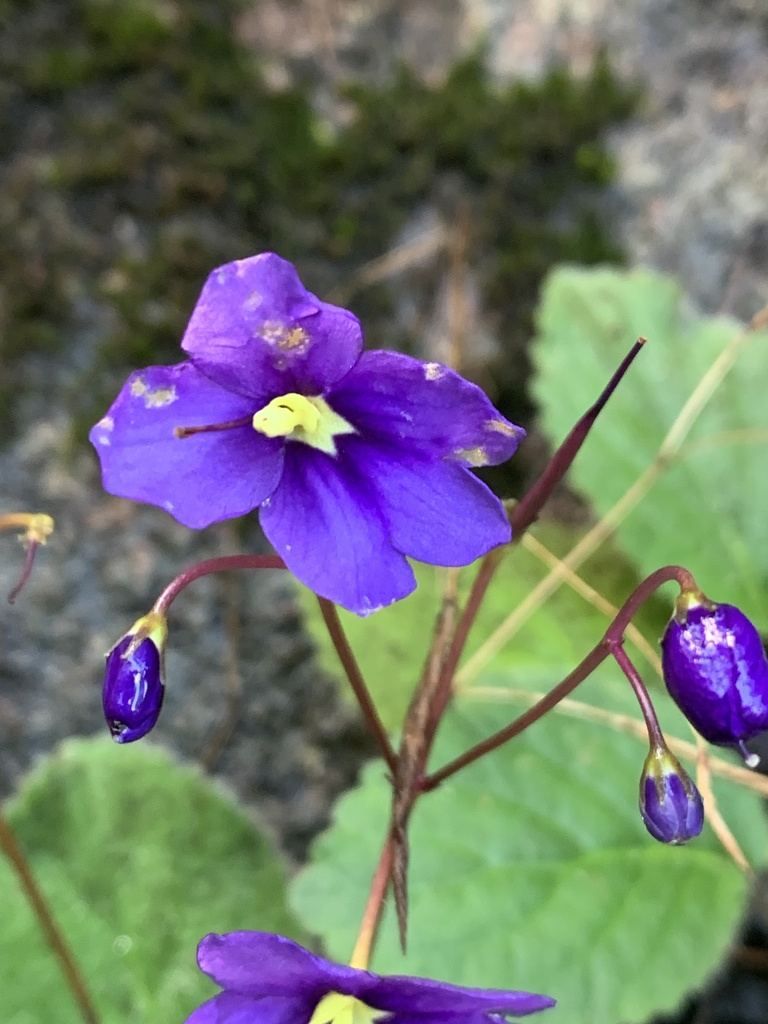 Rock Violet from Eungella National Park, Eungella Hinterland, QLD, AU ...