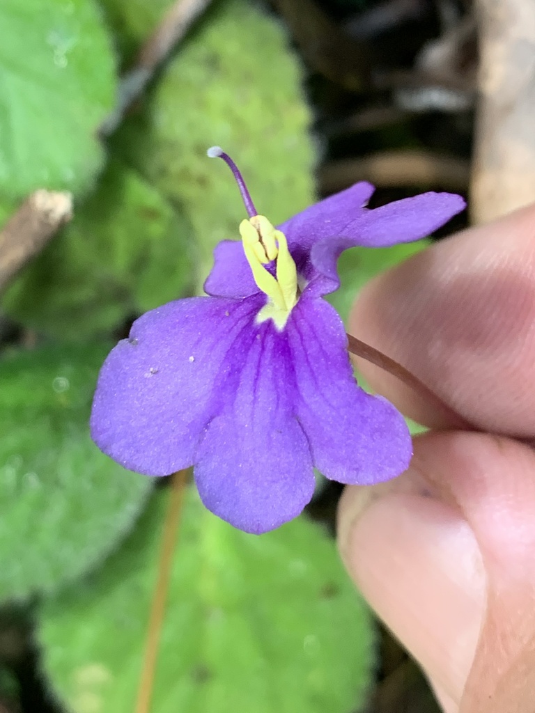 Rock Violet from Eungella National Park, Eungella Hinterland, QLD, AU ...
