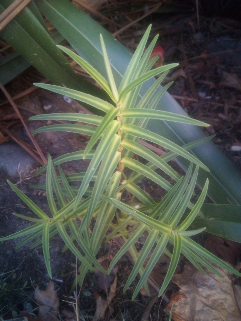 Wairoa Koromiko in April 2019 by reinderw · iNaturalist