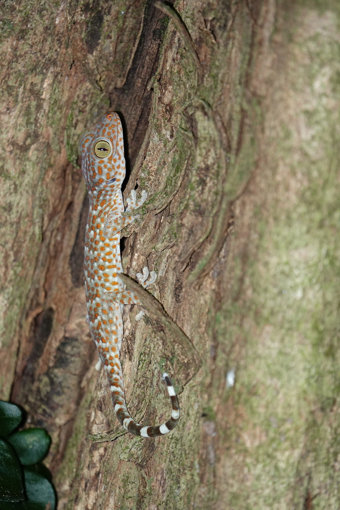 Tokay Gecko from Le Robert, Martinique on April 5, 2024 at 08:14 PM by ...
