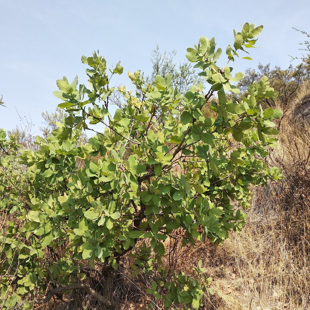Lacey Oak from Puebla, Pue., México on April 27, 2019 at 10:25 AM by ...