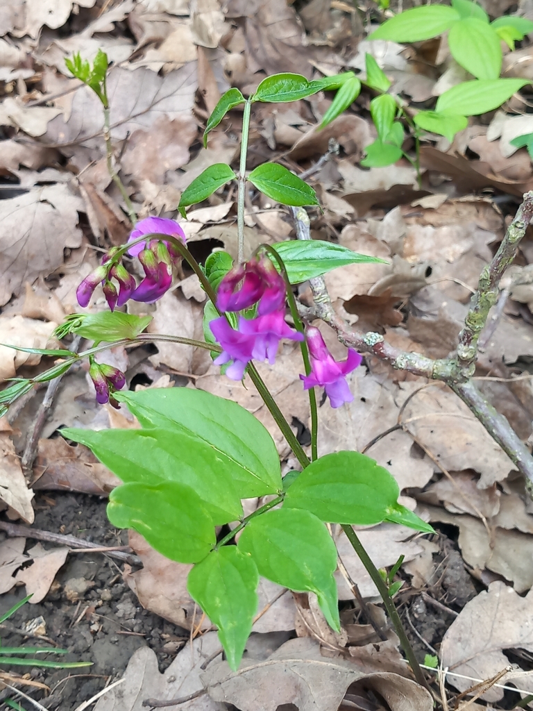 spring vetch from 628 00 Brno-Líšeň, Česko on April 6, 2024 at 02:45 PM ...