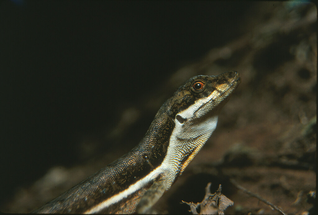Stream Anole from El Castillo, Nicaragua on April 05, 1993 by Pete Zani ...