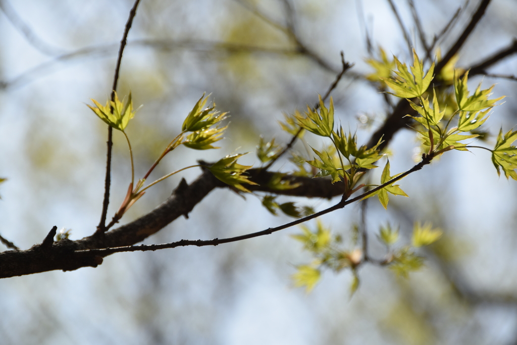 Shandong Maple from 中国北京市海淀区 on April 6, 2024 at 10:57 AM by 红梅 ...