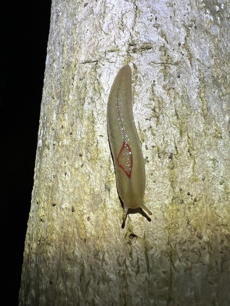 Red Triangle Slug from Cokeworks Rd, Coledale, NSW, AU on April 6, 2024 at 12:34 AM by maxdebeer ...