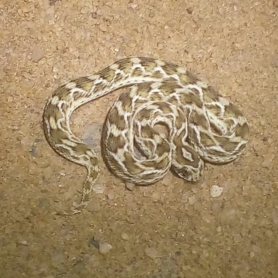 Indian saw-scaled viper (Echis carinatus carinatus) - Snakes and Lizards