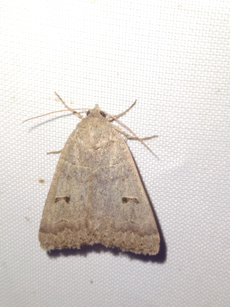 Common Oak Moth from Norman, OK 73026, USA on April 05, 2024 at 08:46 ...