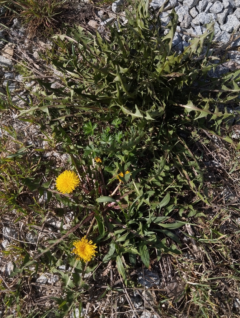 dandelions from Obory 65, 263 01 Obory, Česko on April 6, 2024 at 03:29 ...