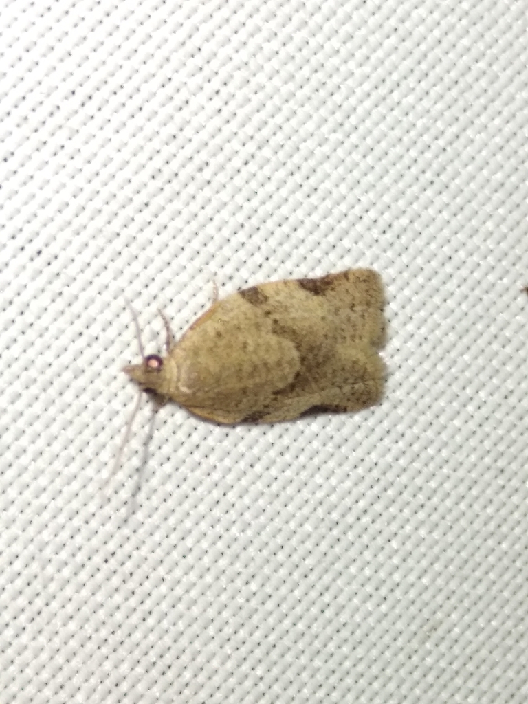 Greenish Apple Moth from Norman, OK 73026, USA on April 5, 2024 at 09: ...