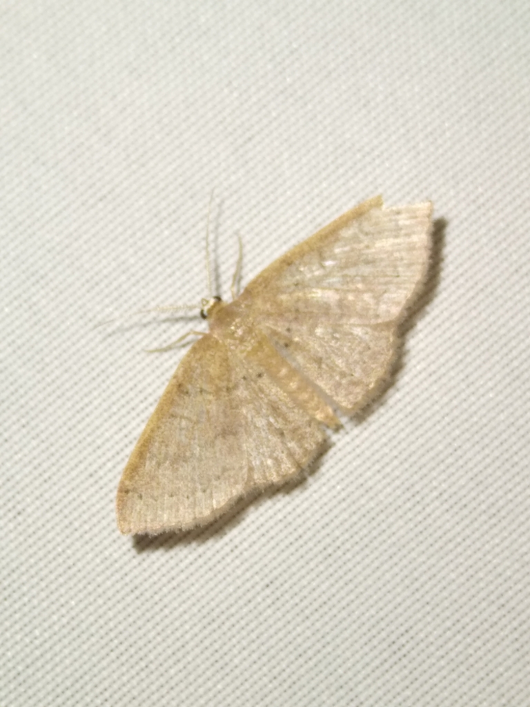 Common Tan Wave from Norman, OK 73026, USA on April 5, 2024 at 08:57 PM ...