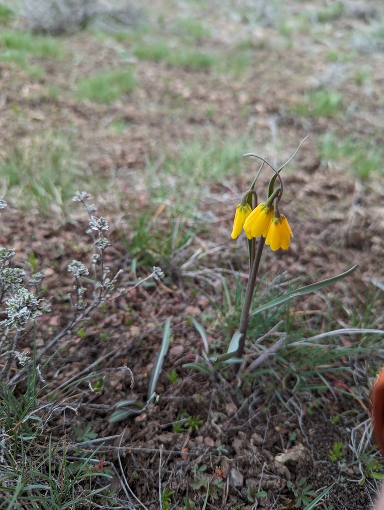 yellow fritillary from Hines, OR 97738, USA on April 5, 2024 at 12:53 ...