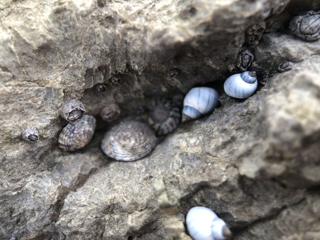Little Blue Periwinkle from City of Port Adelaide Enfield, North Haven ...