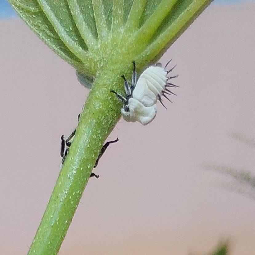 Membracis dorsata in April 2024 by Fábio Luis dos Santos · iNaturalist