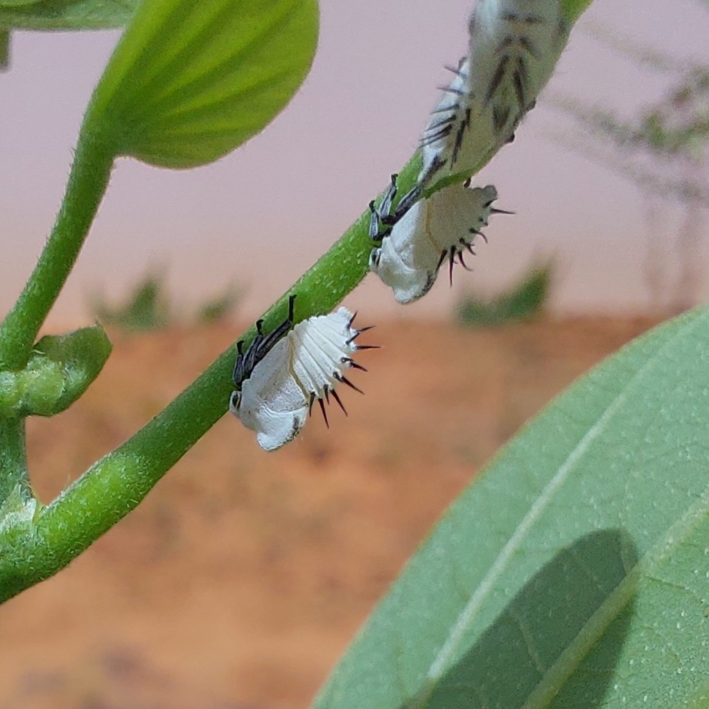 Membracis dorsata in April 2024 by Fábio Luis dos Santos · iNaturalist