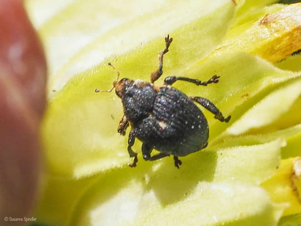 Iris weevil from 71 Ludwigsburg, Deutschland on April 6, 2024 at 01:26 ...