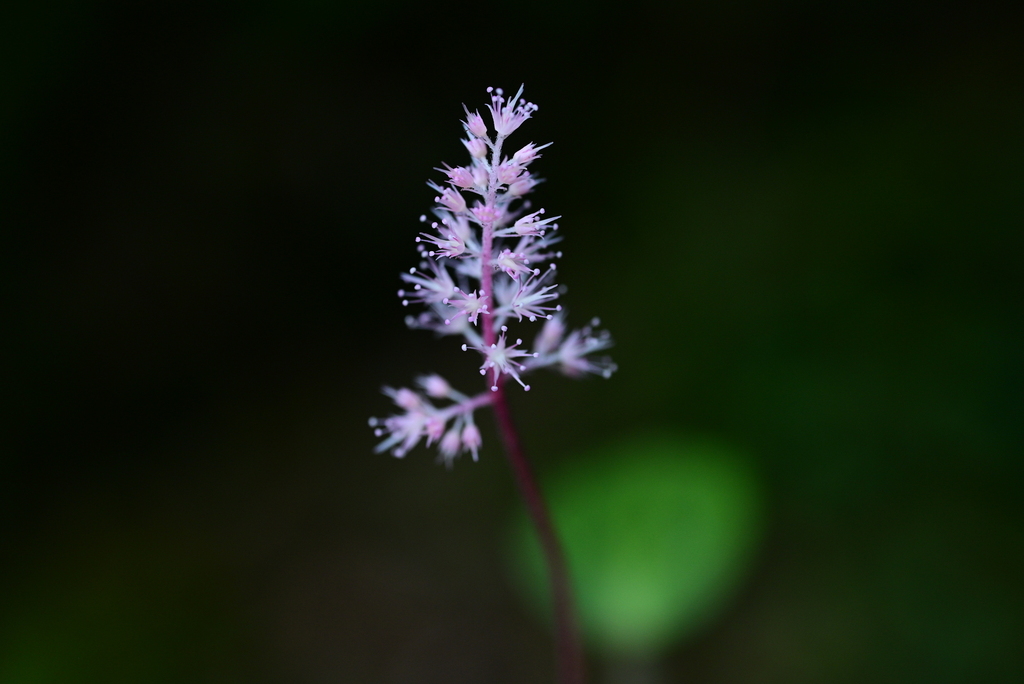 Tanakaea radicans from 中国贵州省遵义市绥阳县贵州宽阔水国家级自然保护区 邮政编码: 563312 on April 2 ...