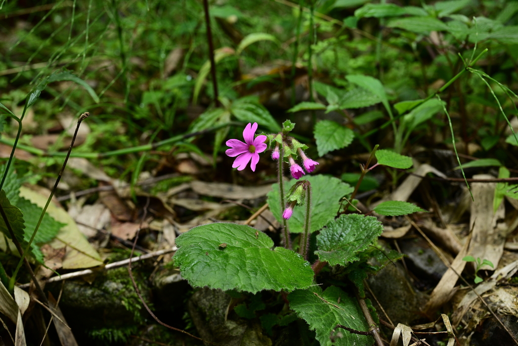Poison Primrose from 中国贵州省遵义市绥阳县贵州宽阔水国家级自然保护区 邮政编码: 563312 on April 2 ...