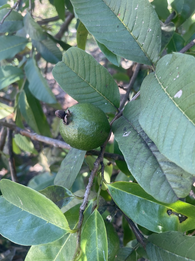 Common guava from Puerto Rico, San Juan, Puerto Rico, US on April 6 ...