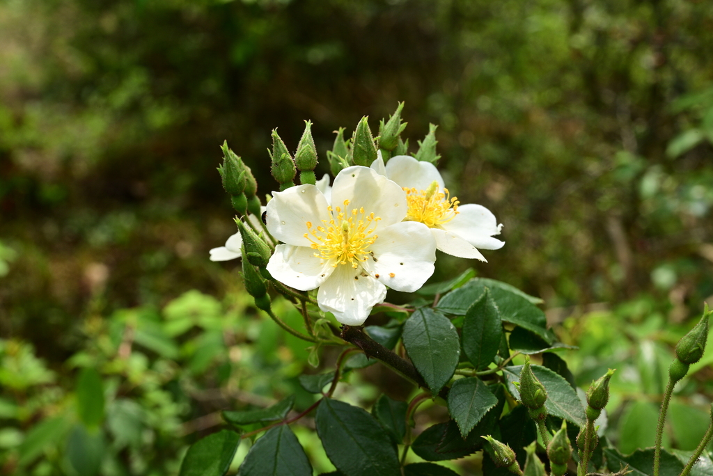 Rosa rubus from 中国贵州省遵义市绥阳县贵州宽阔水国家级自然保护区 邮政编码: 563312 on April 2, 2024 ...