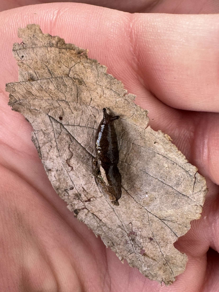 Meadow Slug from Mankato, MN, USA on April 5, 2024 at 03:57 PM by emma ...