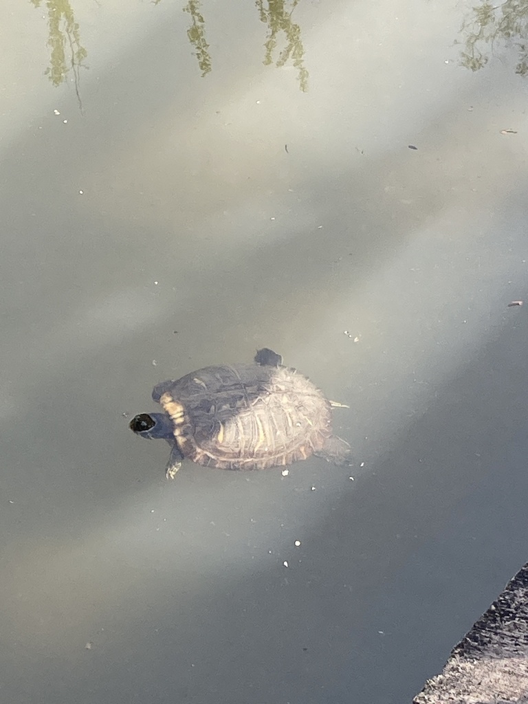 Pond Slider from Arkadelphia Rd, Birmingham, AL, US on April 6, 2024 at ...