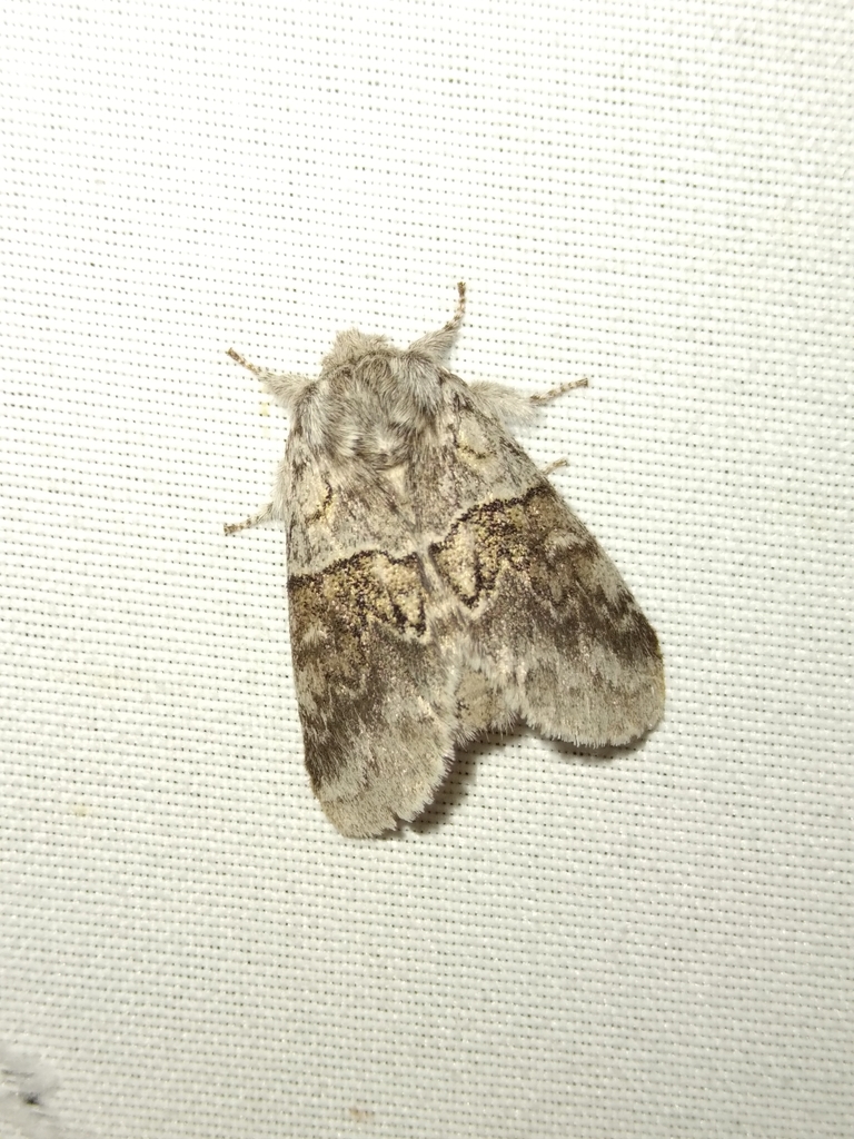 Common Gluphisia Moth from Norman, OK 73026, USA on April 5, 2024 at 09 ...