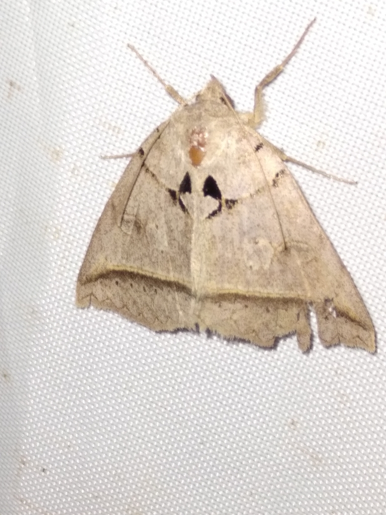 Black Bit Moth from Norman, OK 73026, USA on April 5, 2024 at 09:22 PM ...
