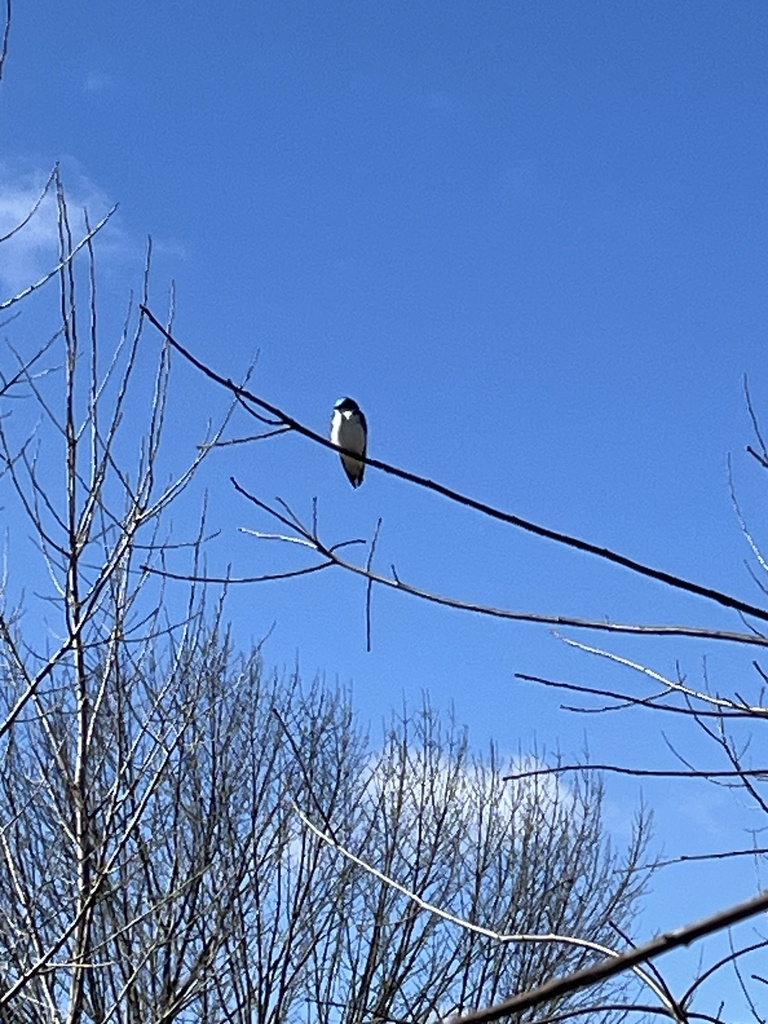 Tree Swallow from Acacia Reservation, Lyndhurst, OH, US on April 6 ...