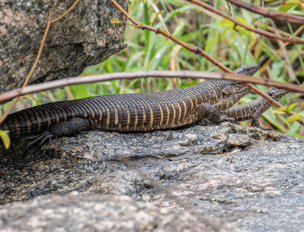 Common Giant Plated Lizard from Mopani District Municipality, South ...