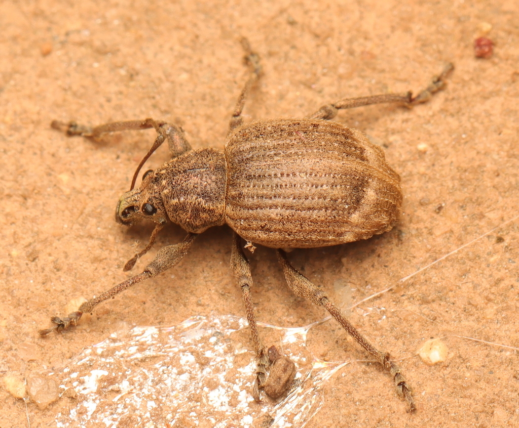 Garden Weevil from Riebeek West, South Africa on October 30, 2023 at 01 ...