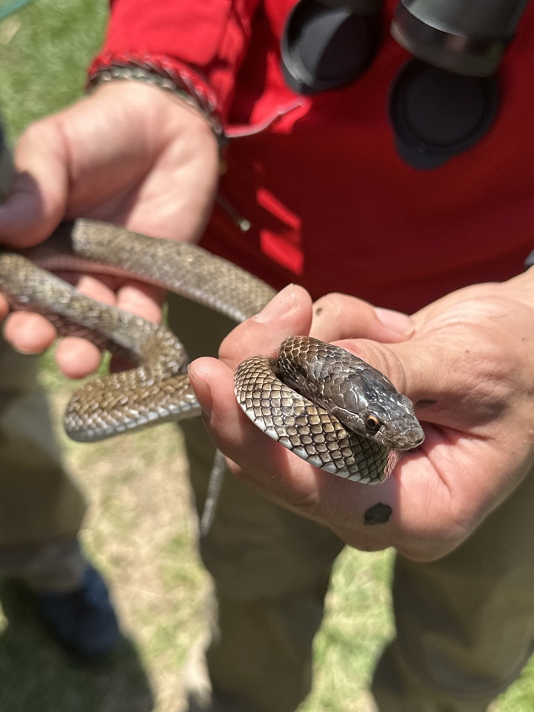 Puerto Rican Racer from Puerto Rico, San Juan, Puerto Rico, US on April ...
