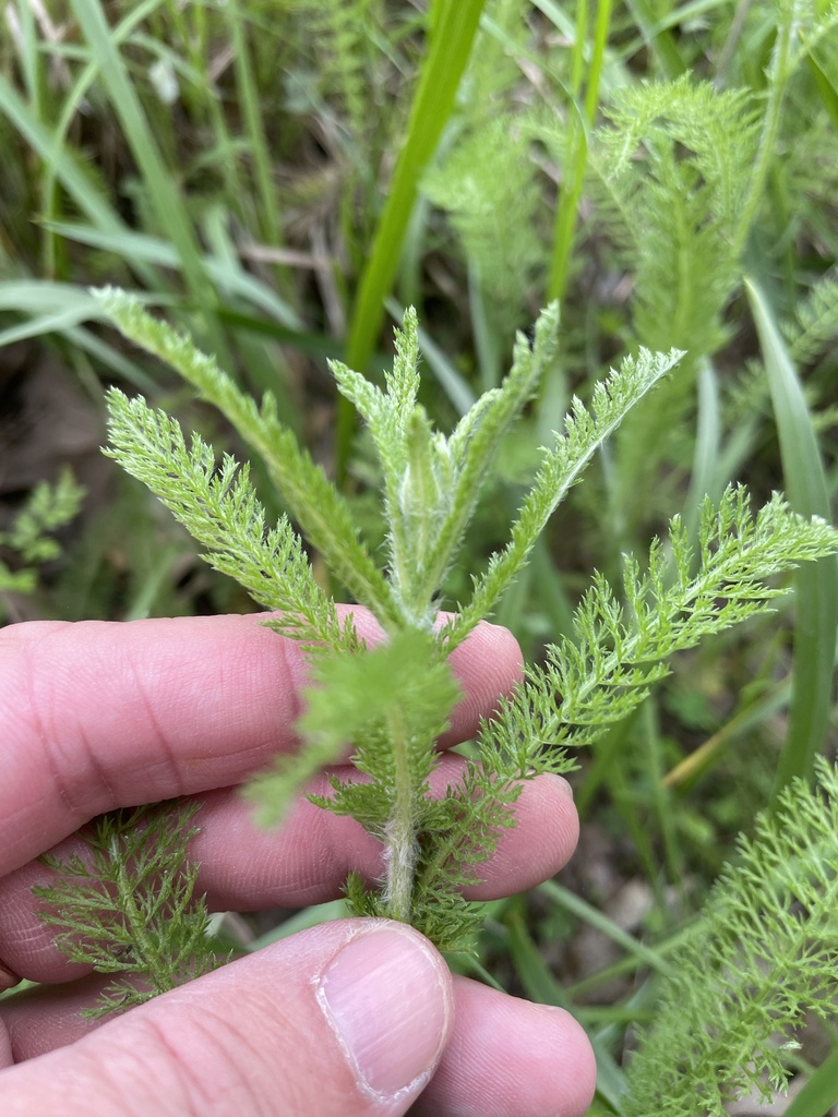 common yarrow from Bowers Rd, Seagoville, TX, US on April 6, 2024 at 10 ...