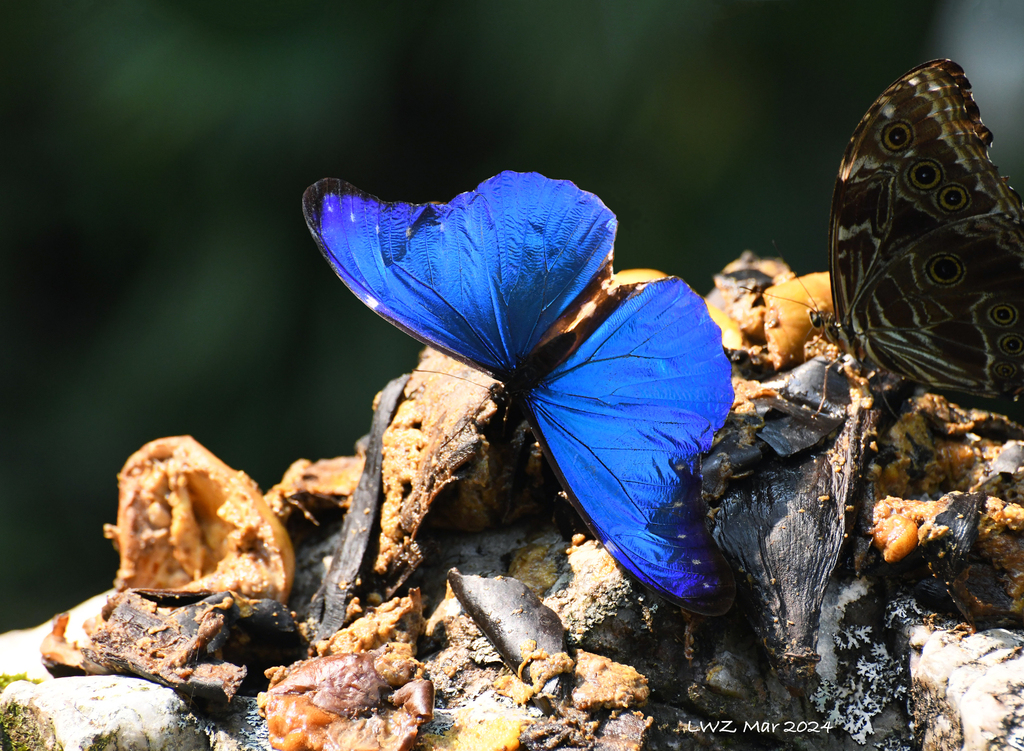 Rhetenor blue morpho in March 2024 by raylei · iNaturalist
