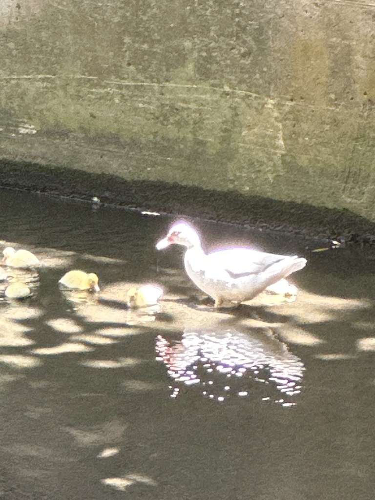 Domestic Muscovy Duck from Puerto Rico, San Juan, Puerto Rico, US on ...