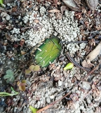 Blue Flower Chafer from 44-53 Bishamonchō, Higashiyama Ward, Kyoto, 605 ...