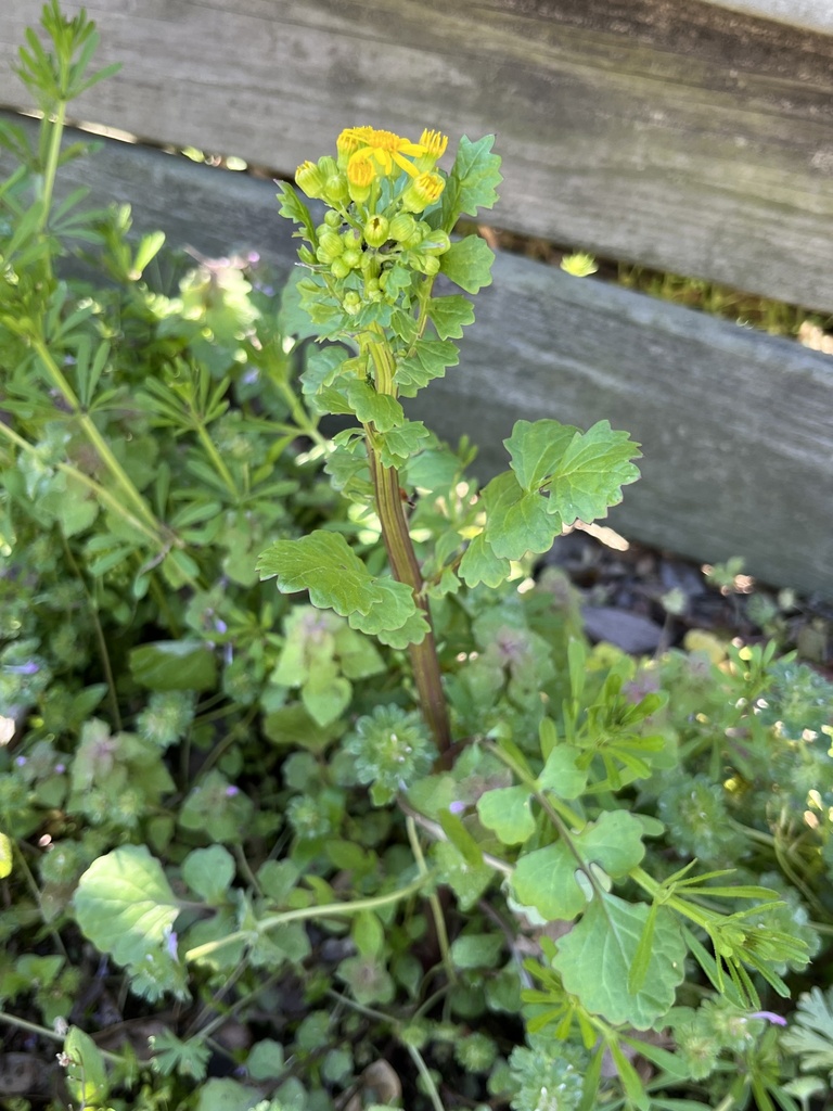 Butterweed in April 2024 by Erik Attaway · iNaturalist