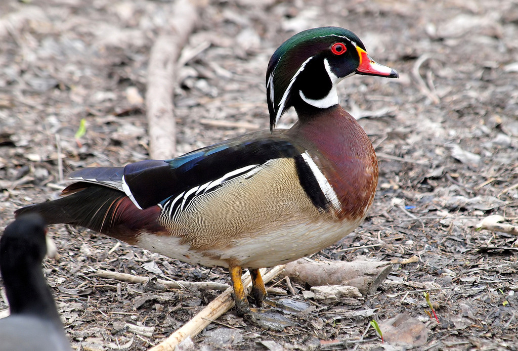 Wood Duck (Birds of Tillie K. Fowler Regional Park) · iNaturalist