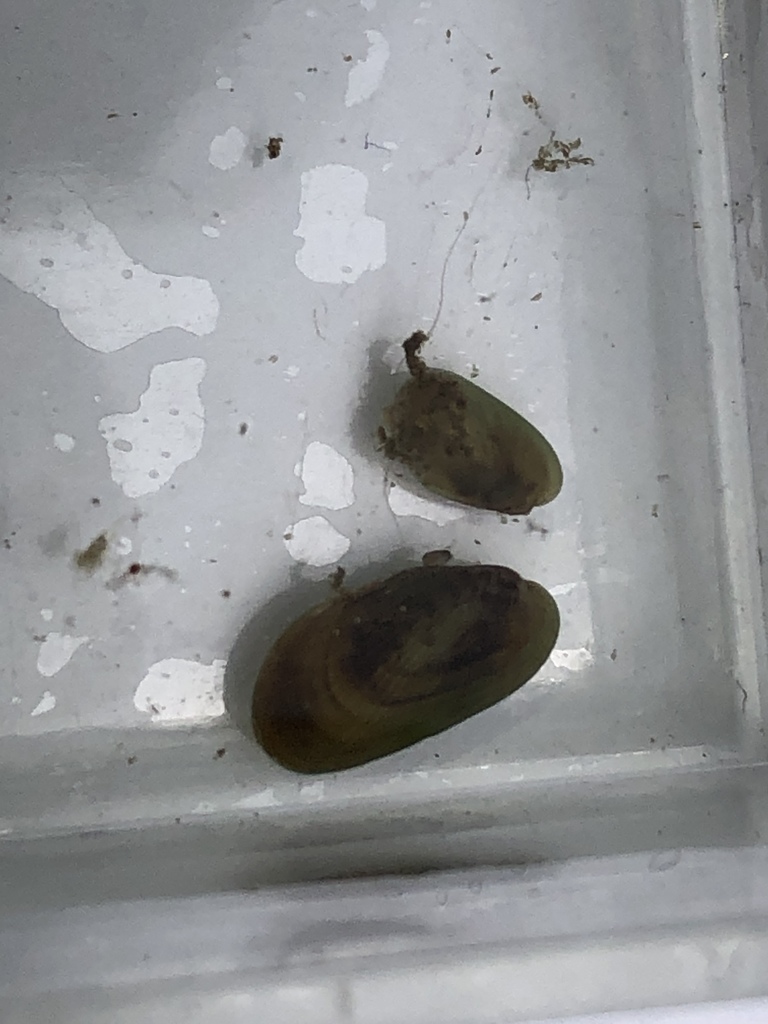Asian Date Mussel from Lakeside Park, Oakland, CA, US on April 27, 2019 ...