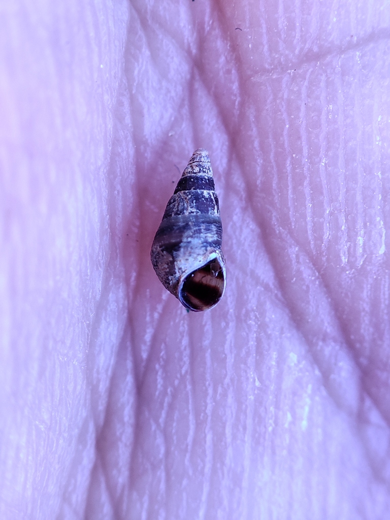 Cingula trifasciata from North Ayrshire Council, UK on March 28, 2024 ...