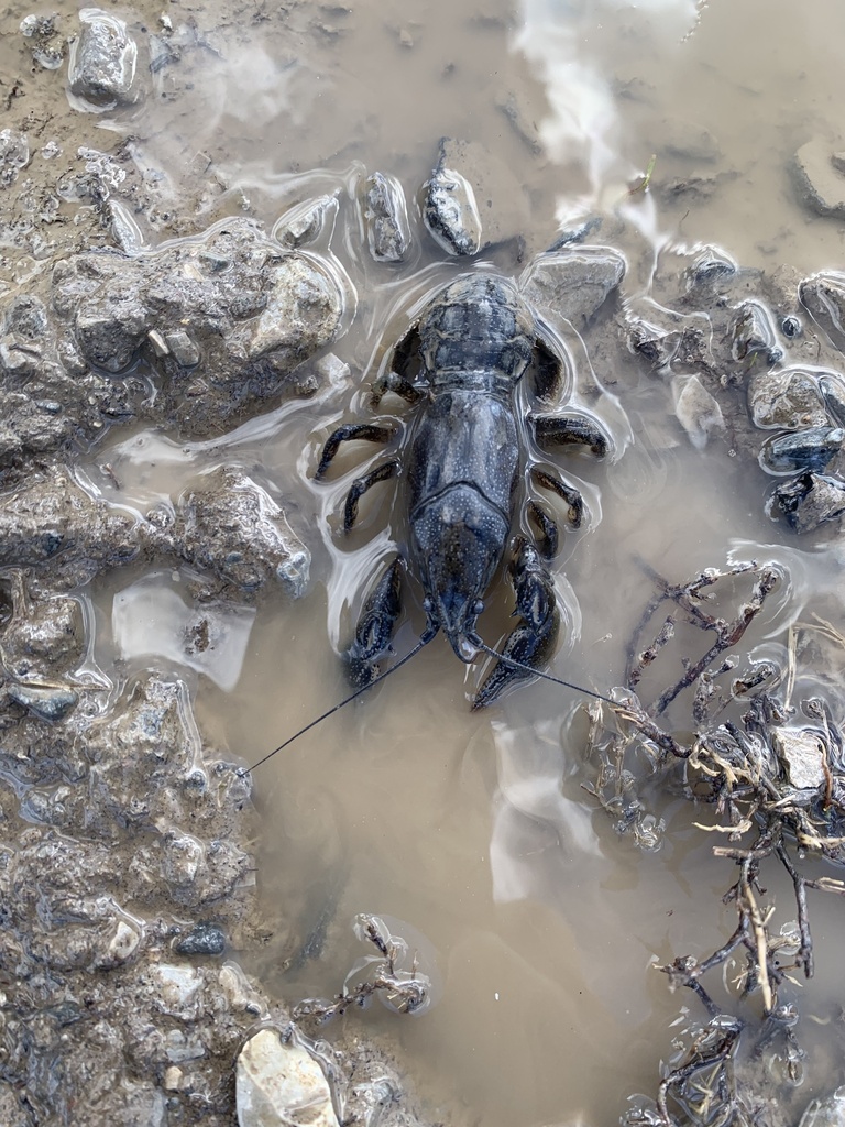 Digger Crayfish from New Credit (Part) 40A, ON, CA on April 6, 2024 at ...