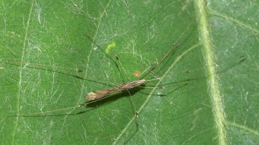 Stilt Bugs from Lingmala on May 30, 2023 at 07:07 AM by Dinesh Sharma ...