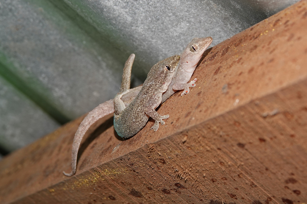 Asian House Gecko from Ba, Fiji on August 25, 2023 at 08:12 PM by Enot ...