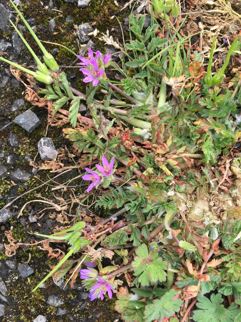Redstem Stork's-bill from Brunel Lock Road, Bristol, England, GB on ...