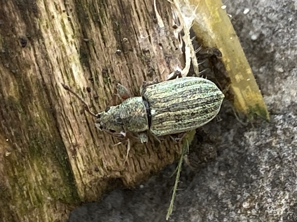 Common Leaf Weevil from Boulevard du Kent, Coquelles, Hauts-de-France ...