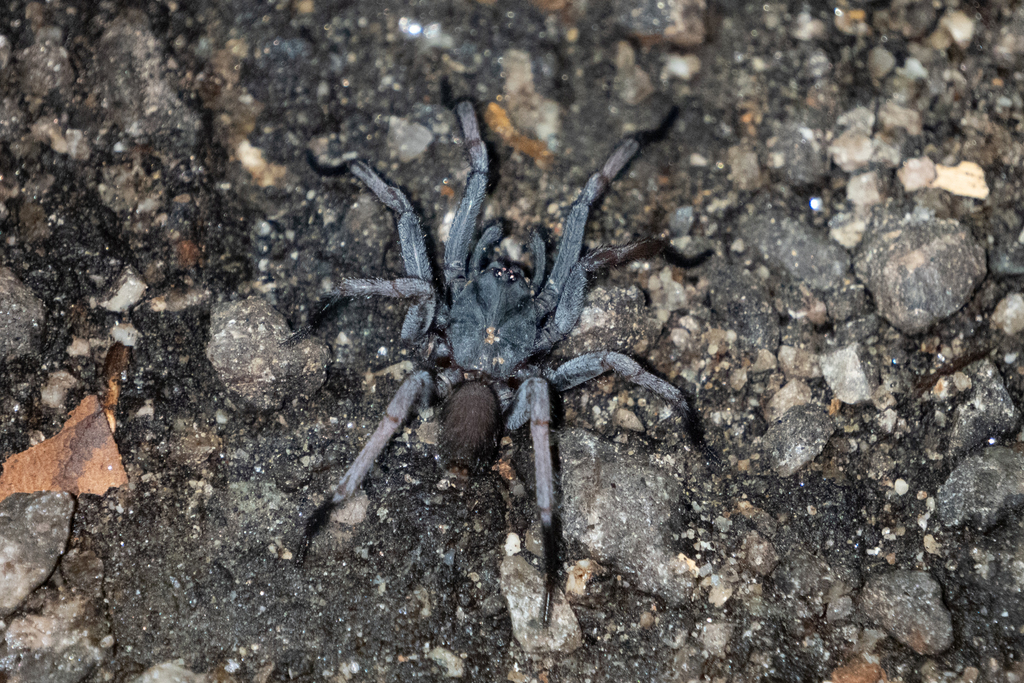 Damarchus workmani from Central Water Catchment, Singapore on April 5 ...